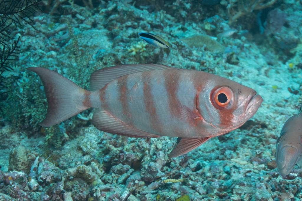 Bigeyes (Priacanthidae) - Marine Life Identification