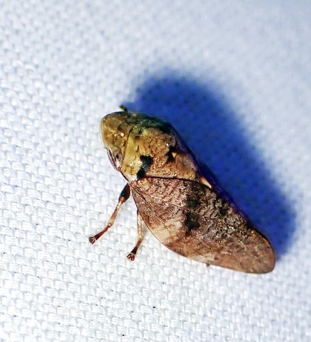 Cephisus brevipennis · iNaturalist Mexico