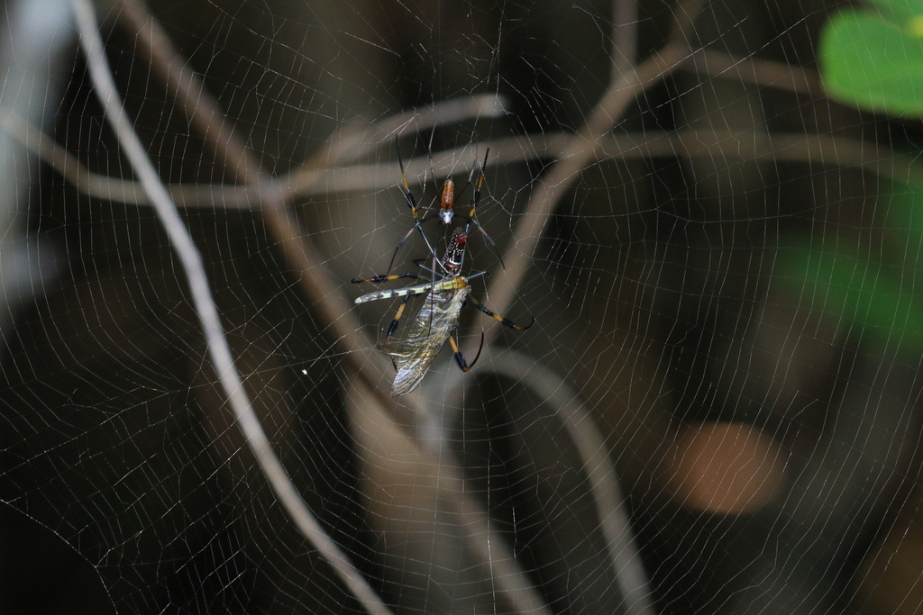 Golden Silk Spider from Miami-Dade County, FL, USA on June 7, 2022 at ...
