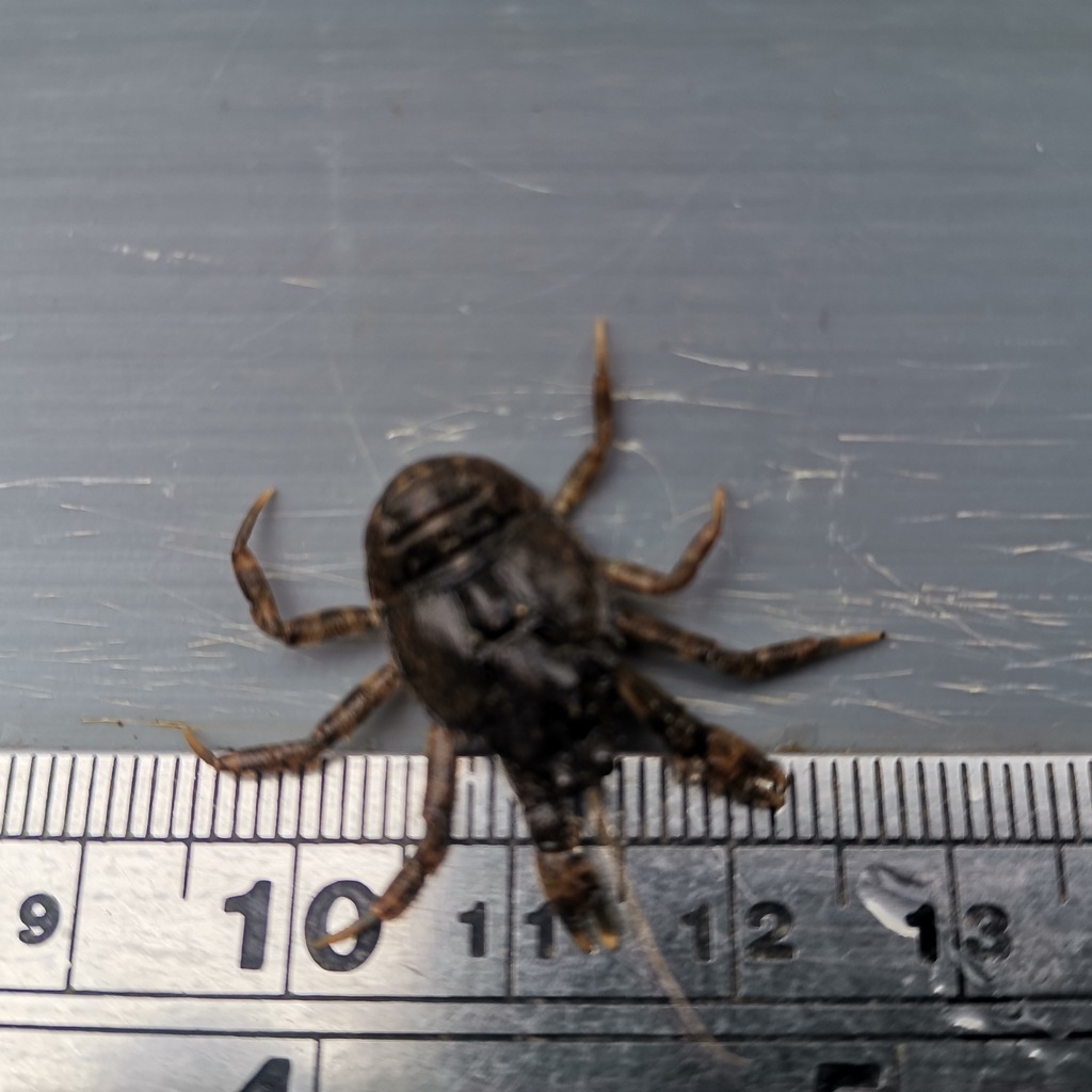 Aegla from Queule, Toltén, Araucanía, Chile on November 18, 2022 at 01: ...