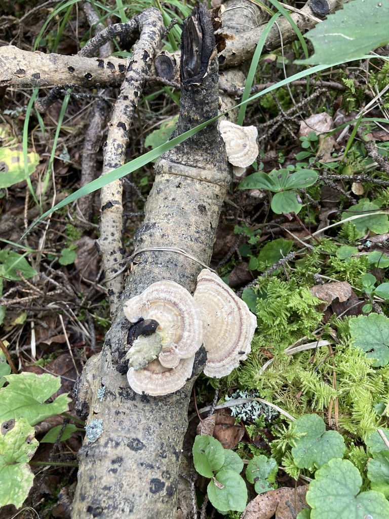 shelf fungi from Foothills County, AB, Canada on September 2, 2021 at ...