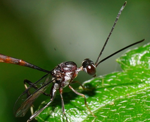 Gasteruption albicuspis · iNaturalist