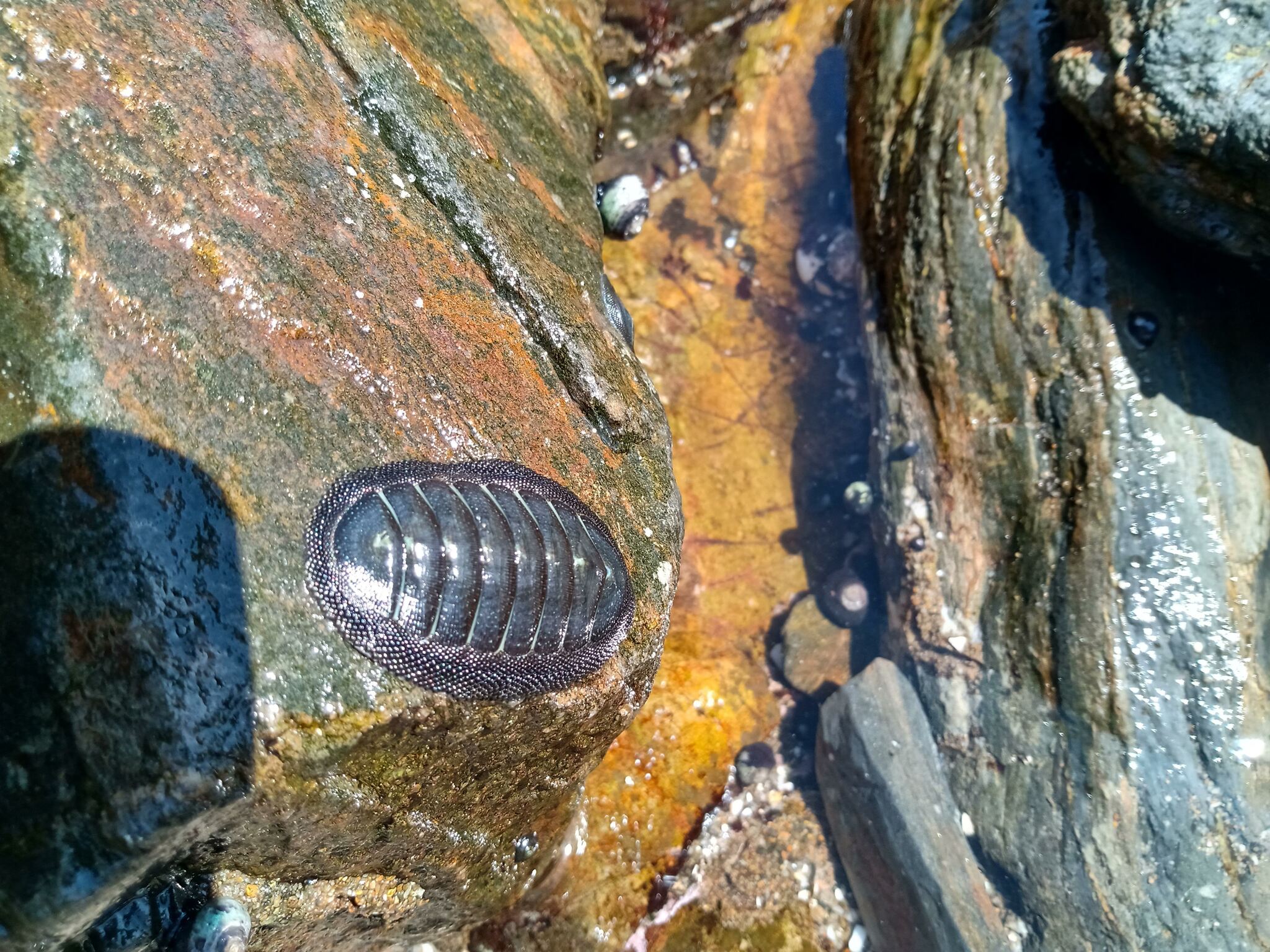 Chiton magnificus Deshayes, 1827