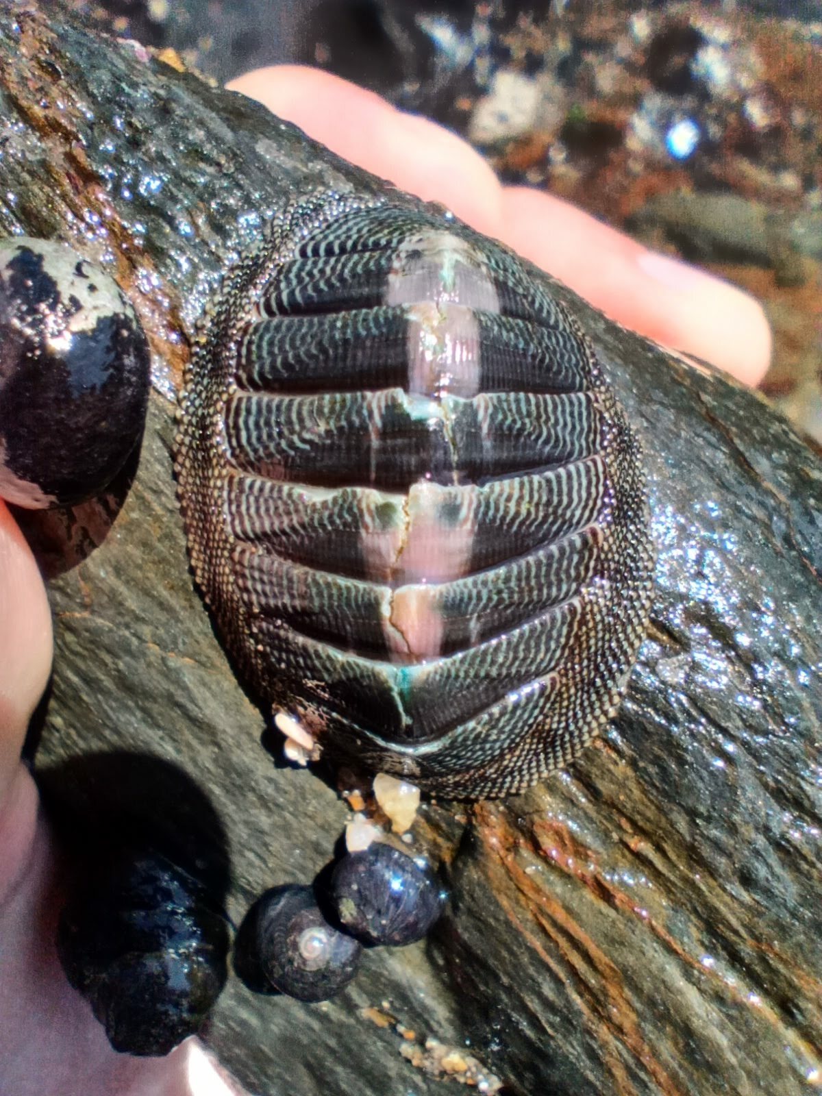 Chiton cumingsii Frembly, 1827