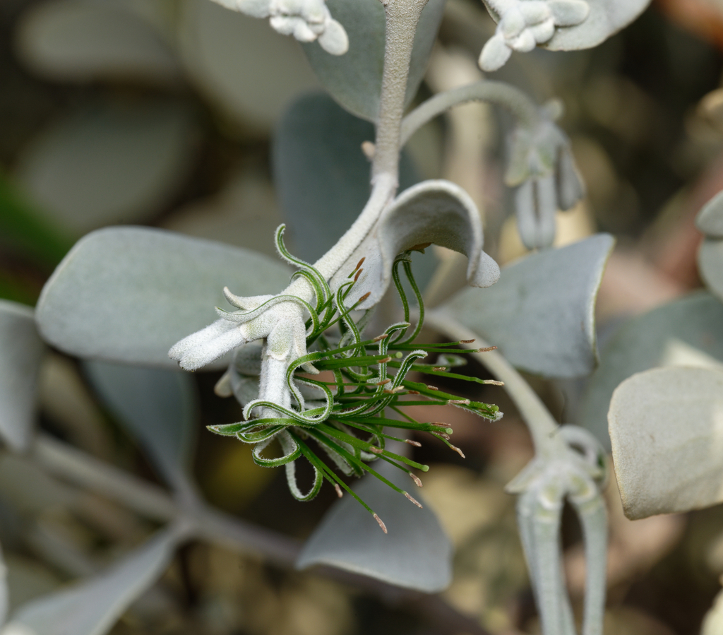 Green Mistletoe from Yulara NT 0872, Australia on November 13, 2022 at ...