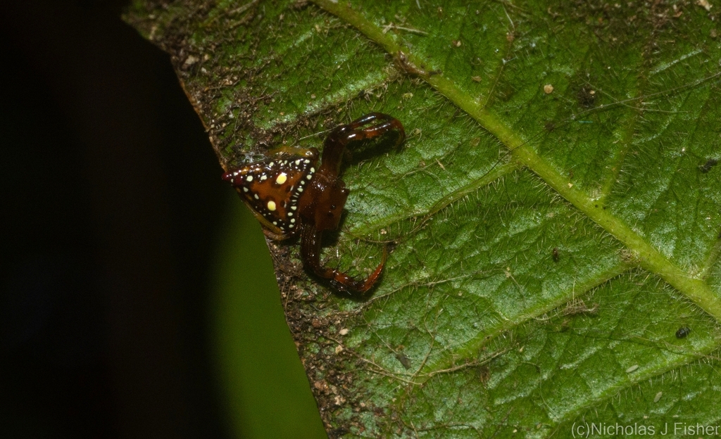 Common Triangular Spider from Lismore NSW 2480, Australia on October 08 ...
