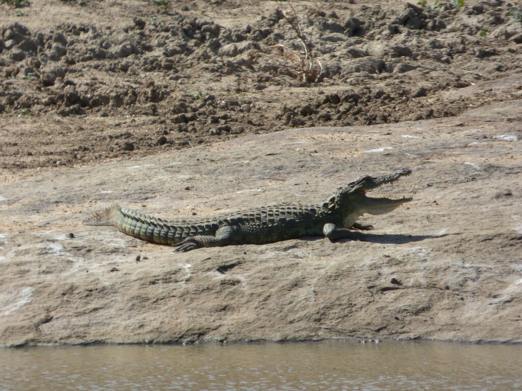 Typical Crocodiles in August 2016 by Roy · iNaturalist