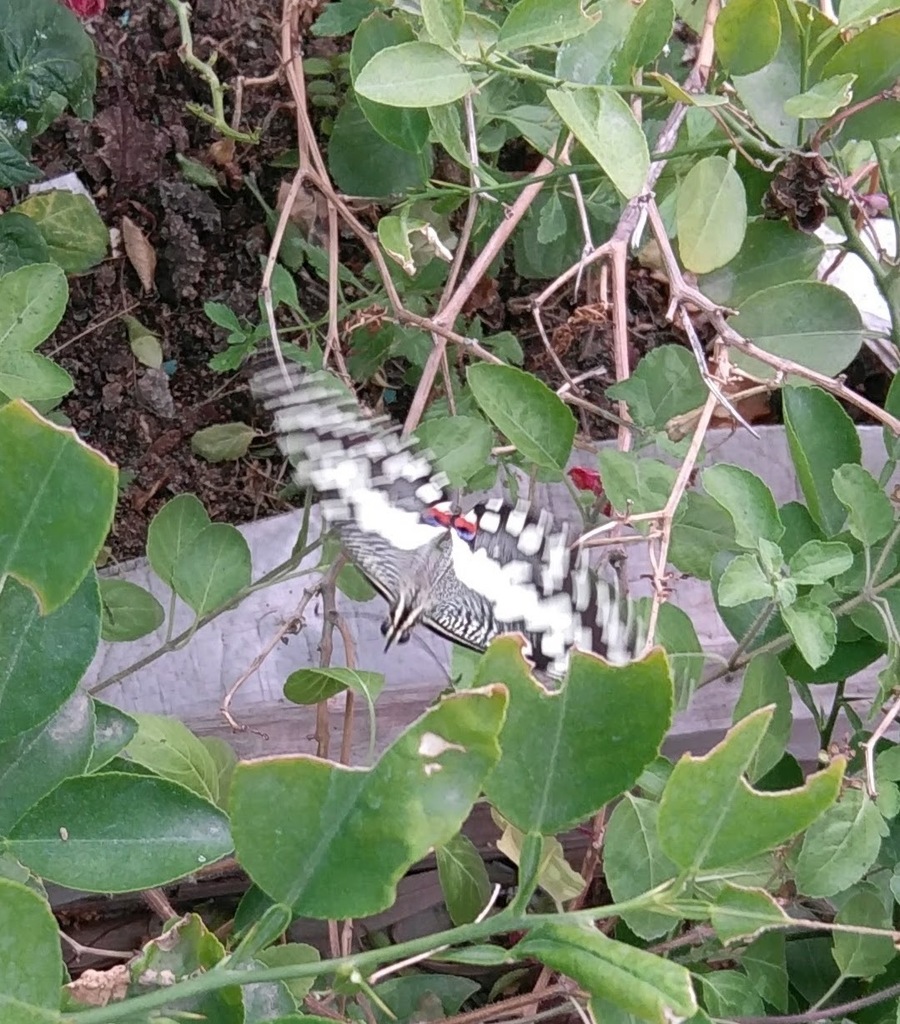 Lime Swallowtail from Valasaravakkam, Chennai, Tamil Nadu, India on ...