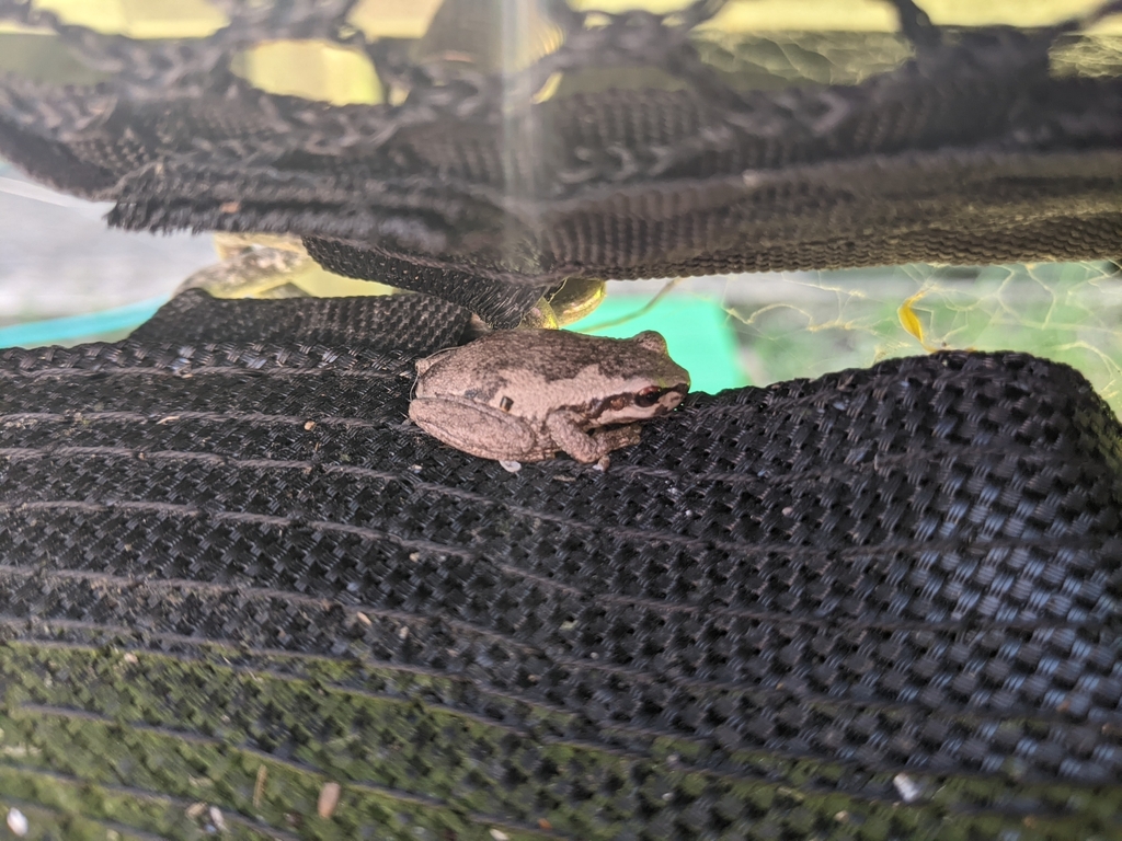 screaming tree frog from Fullerton Cove Rd after George St, Fullerton ...