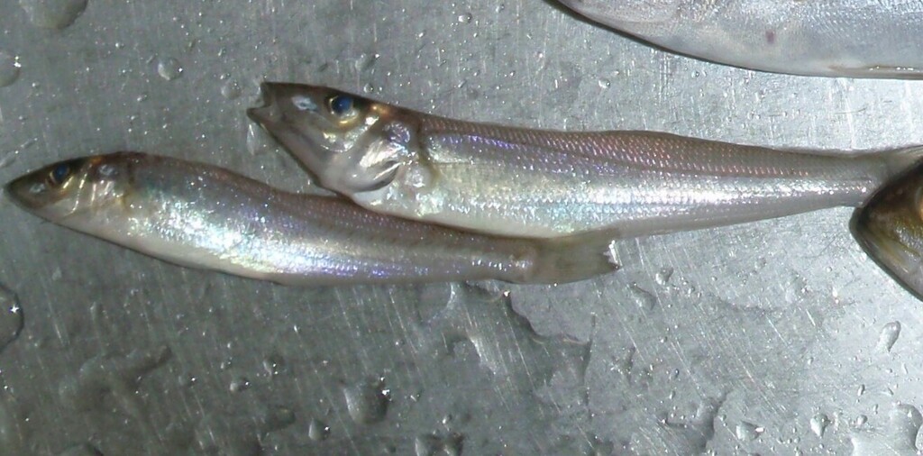 Japanese Whiting from 日本、〒248-0033 神奈川県鎌倉市腰越 on October 21, 2009 at 09: ...