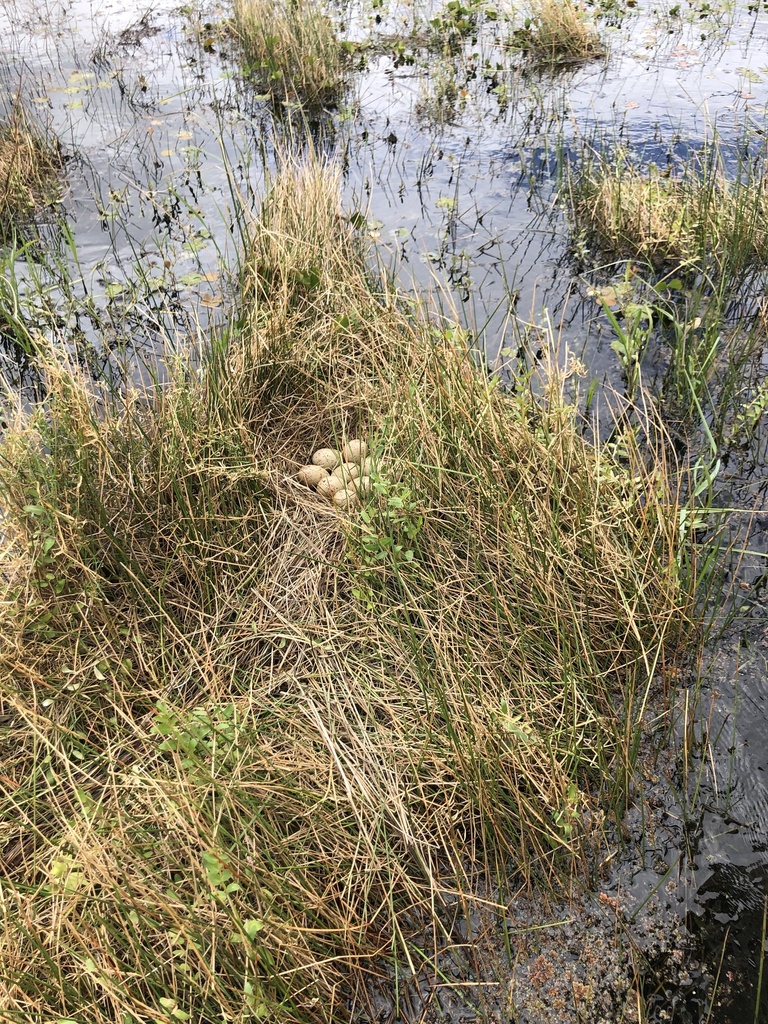 Australasian Swamphen from Booligal, NSW, AU on November 15, 2022 at 11 ...