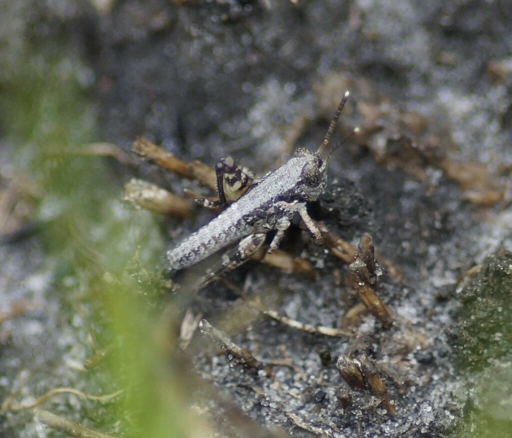 Wingless Grasshopper from Anglesea VIC 3230, Australia on November 19 ...