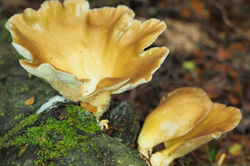 Pleurotus purpureo-olivaceus from Central Coast - Pt B, Tasmania ...