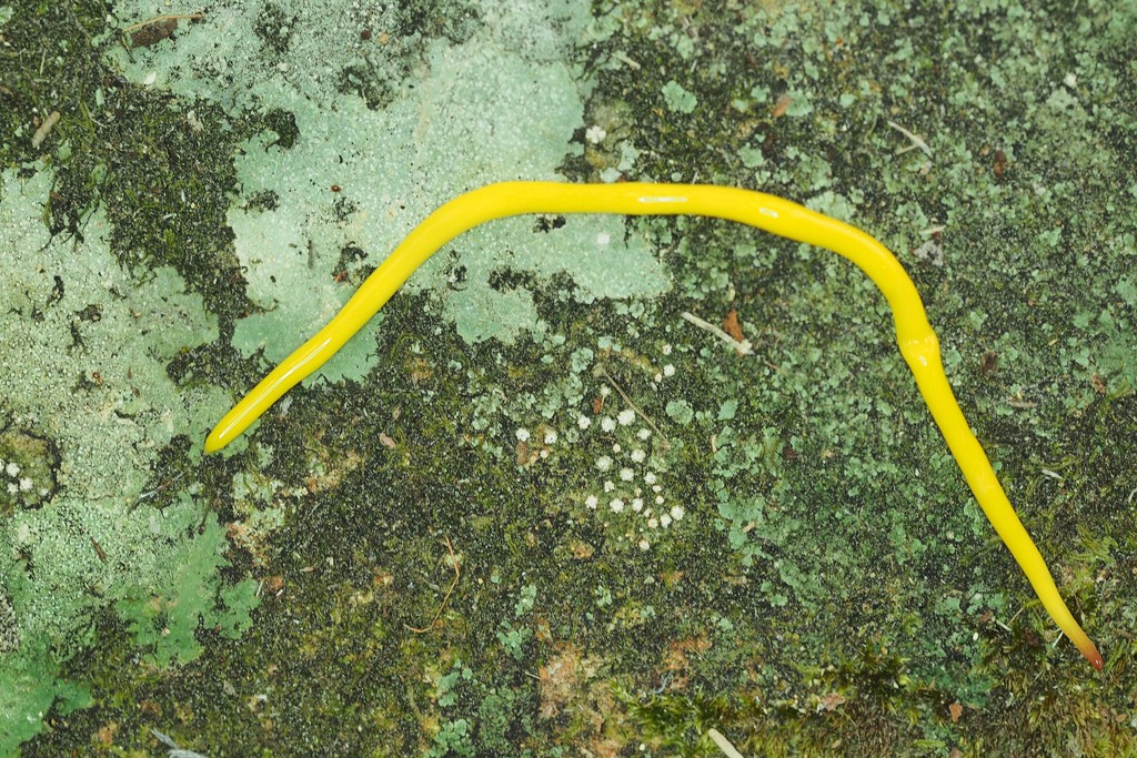 Canary Worm from Nietta TAS 7315, Australia on June 14, 2021 at 12:11 ...