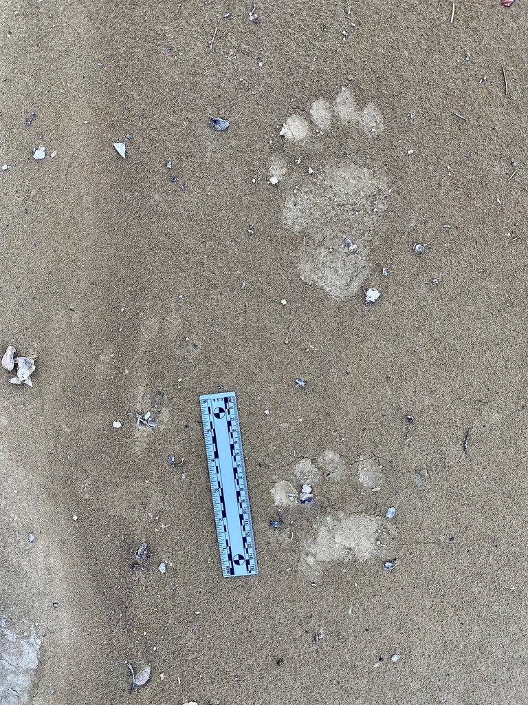 American Black Bear from Los Padres National Forest, Maricopa, CA, US ...