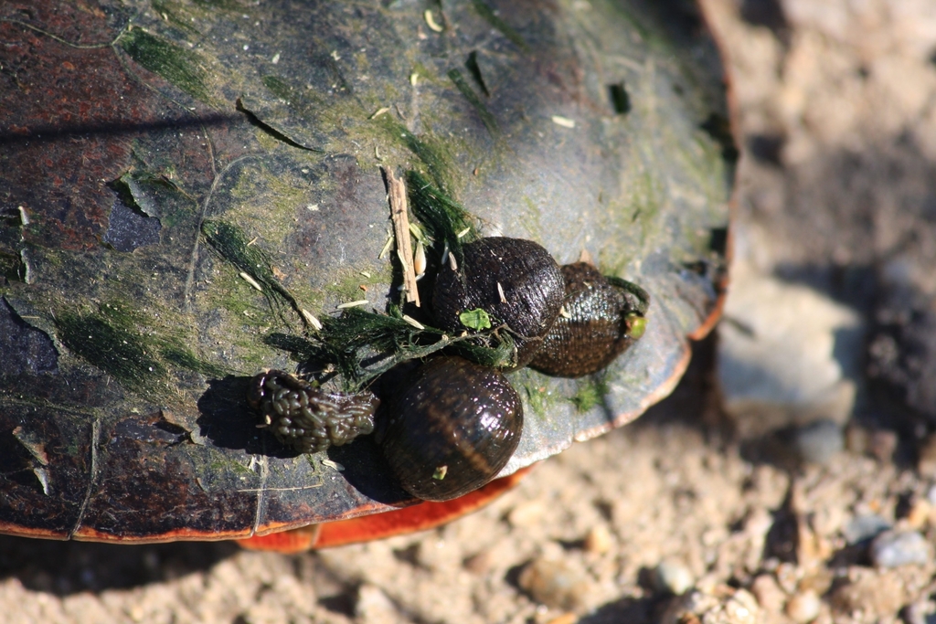 Smooth Turtle Leech from Bodacious Firearms, LLC on June 09, 2010 at 05 ...