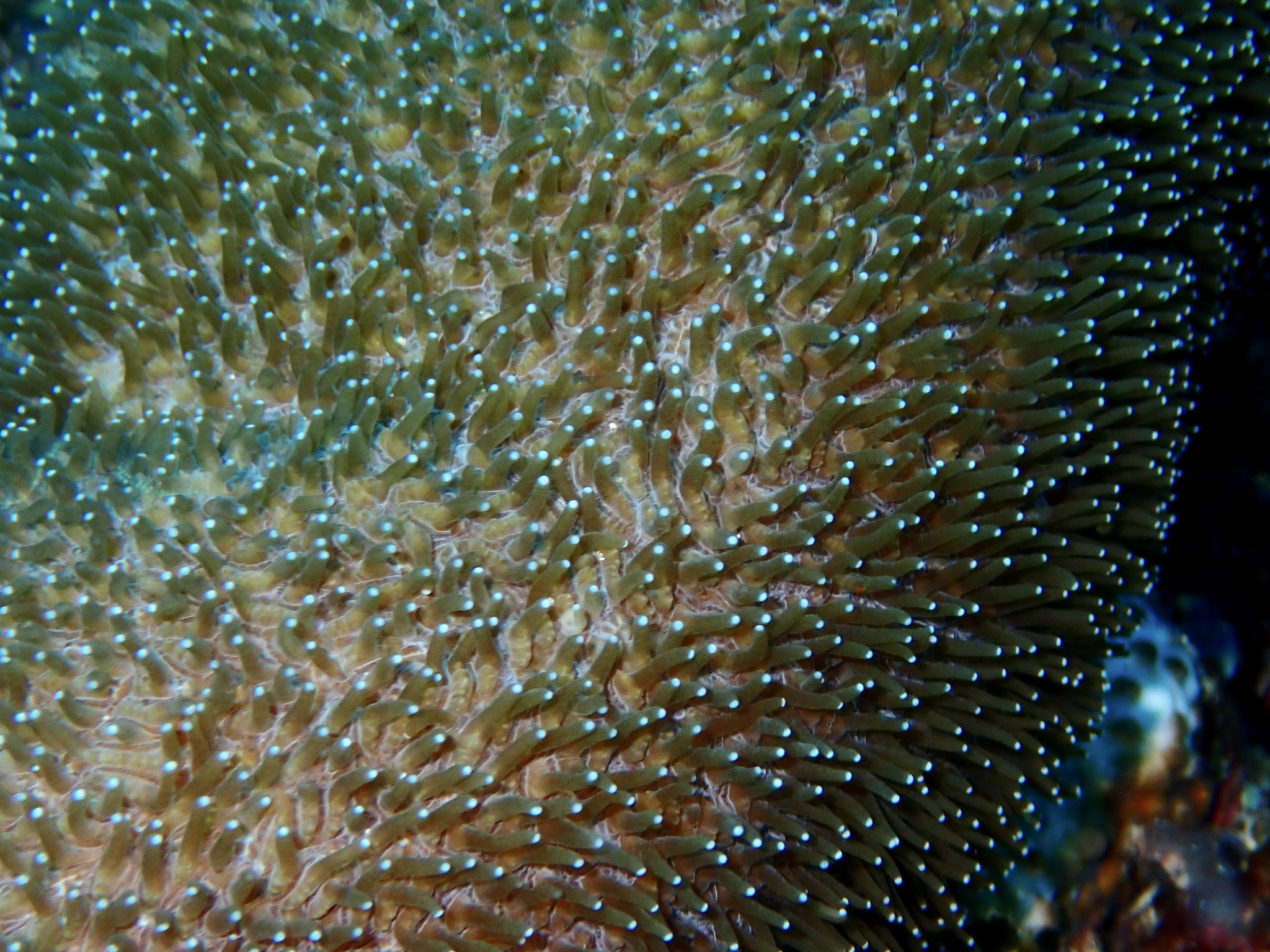 Polyphyllia talpina (Lamarck, 1801)