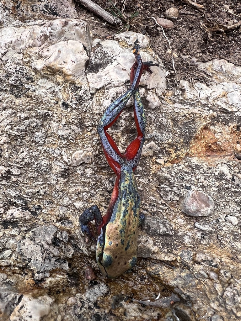 Australasian Tree Frogs from Nethercote Rd, Nethercote, NSW, AU on ...