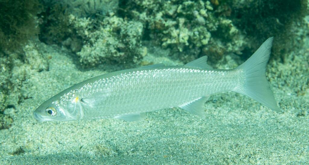 Sand Mullet from Slaughter Bay, Kingston 2899, Norfolk Island on ...