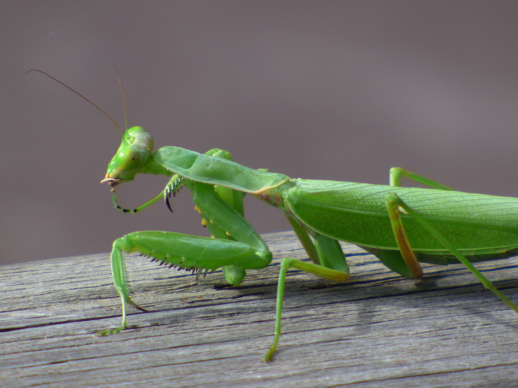 Hierodula patellifera patellifera from Kyoto, Japan on October 03, 2017 ...