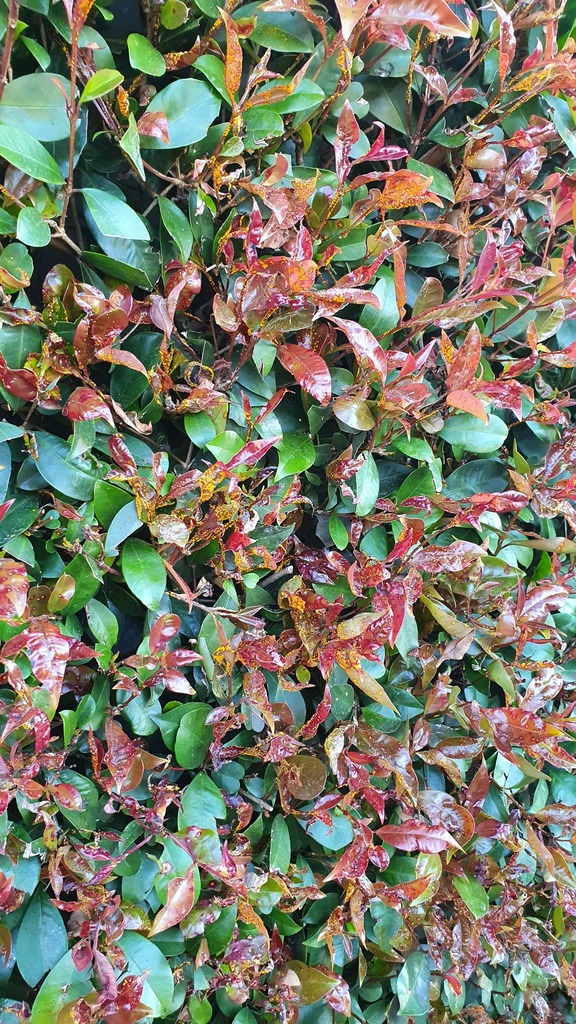 Myrtle Rust from Epsom, Auckland, New Zealand on October 23, 2022 at 06 ...