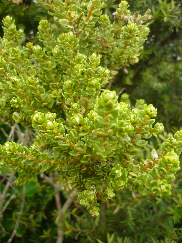 Olearia nummulariifolia from Te Waipounamu/South Island, Diamond ...