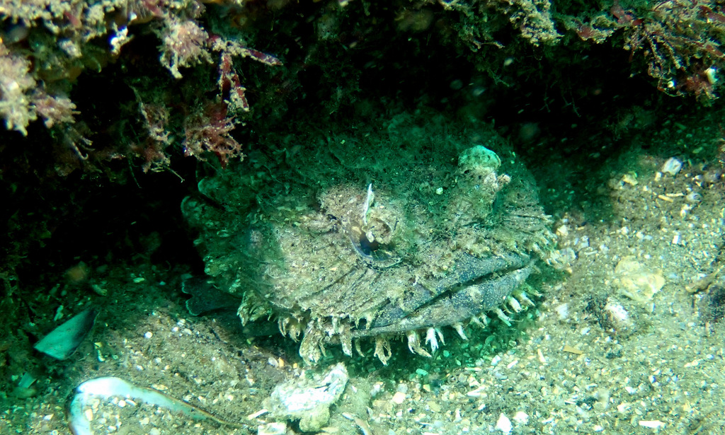 Eastern Frogfish from Sydney NSW, Australia on December 21, 2020 at 11: ...