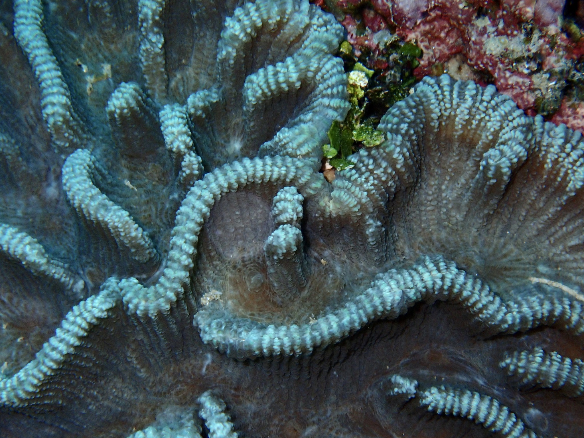 Pectinia lactuca (Pallas, 1766)