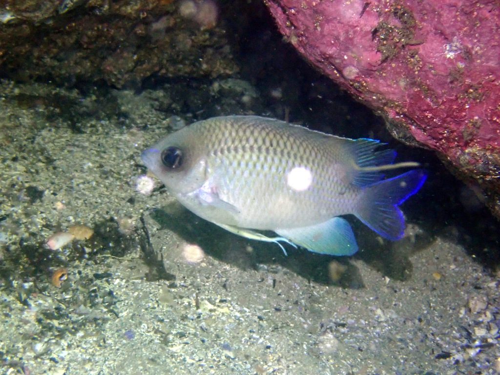 Immaculate Damsel from Sydney NSW, Australia on May 24, 2021 at 10:47 ...