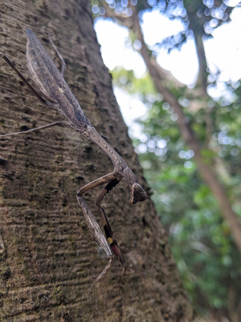 Asian Jumping Mantis from 326台灣桃園市楊梅區永寧里 on November 19, 2022 at 01:24 ...
