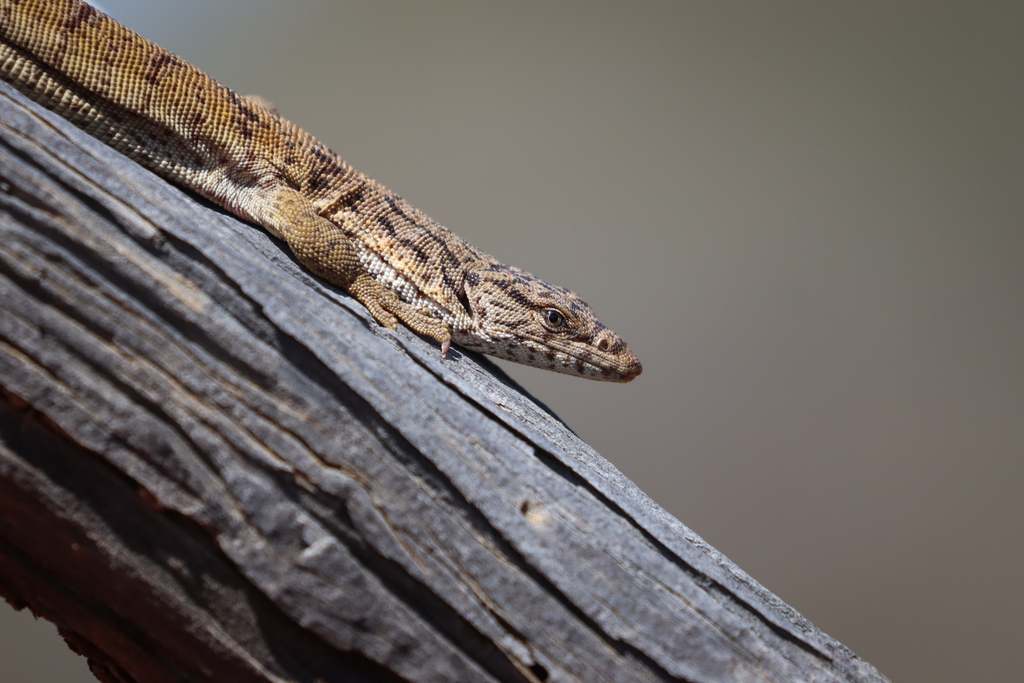 Pygmy Mulga Monitor in November 2022 by Darcy Whittaker · iNaturalist