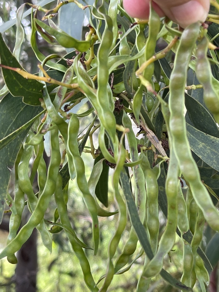 wattles from Bordertown SA 5268, Australia on November 9, 2022 at 04:39 ...