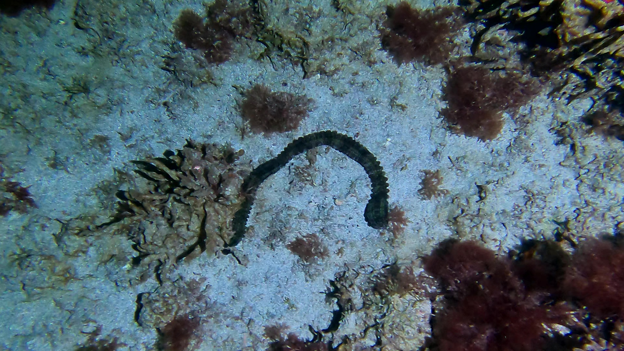 Euapta lappa (J.Müller, 1850)
