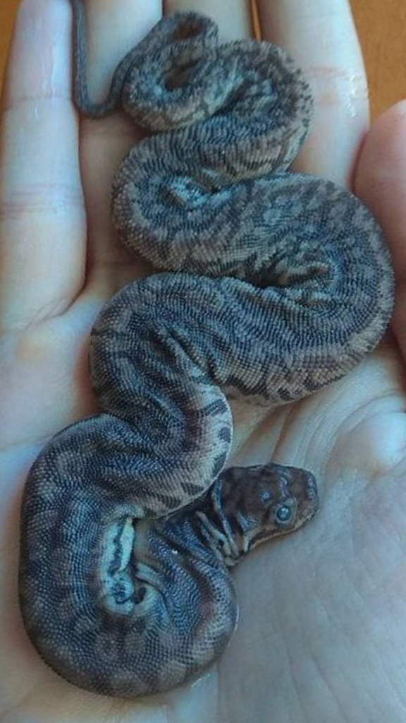 Javan File Snake from GVMV+VQ8, Gunung Putri, Bogor Regency, West Java ...