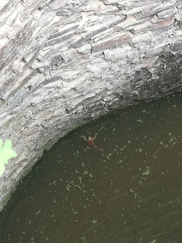 Spiny Toad from 6000 Taberna Seca, Portugal on November 19, 2022 at 09: ...