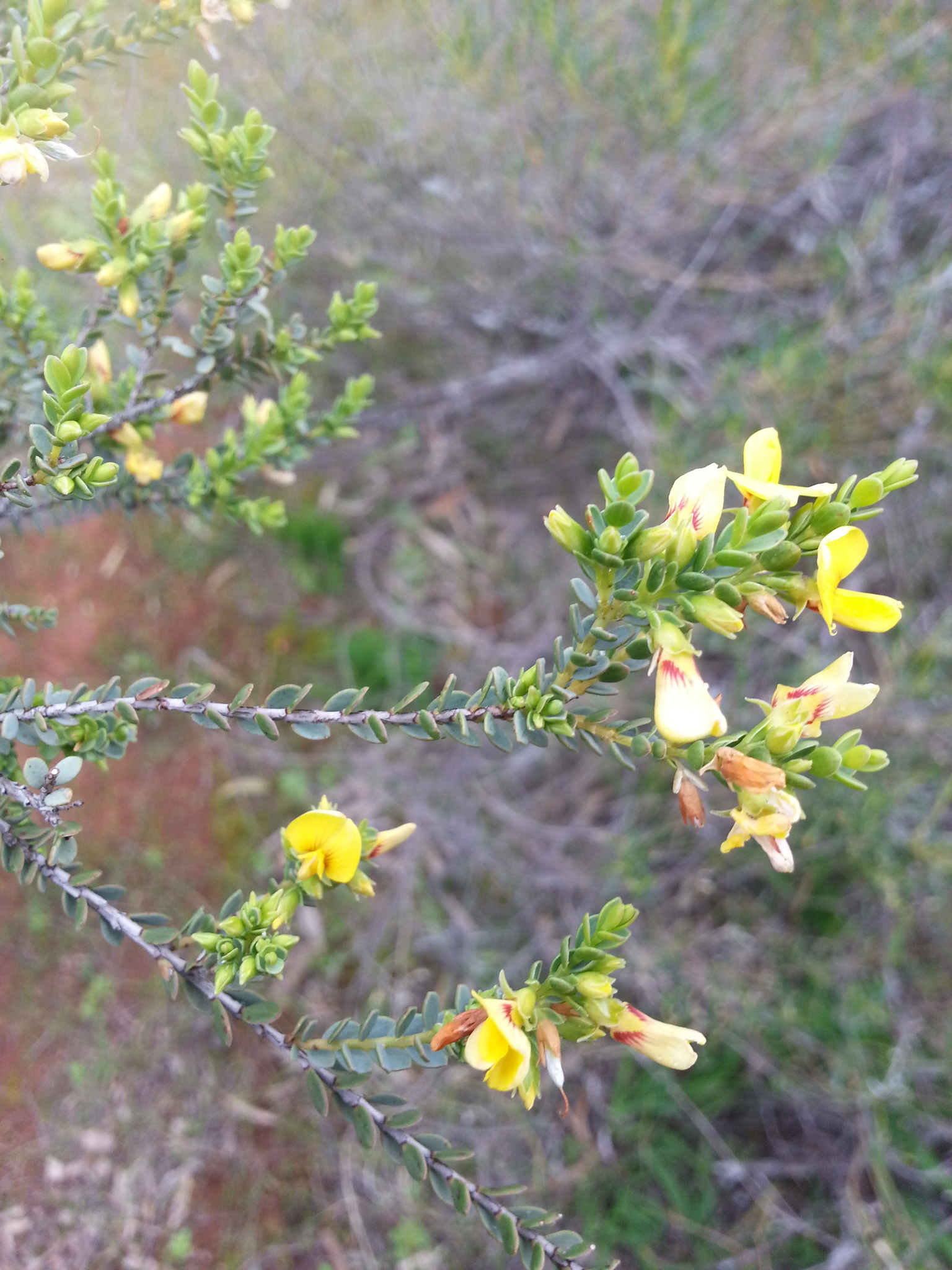 Eutaxia diffusa F.Muell.