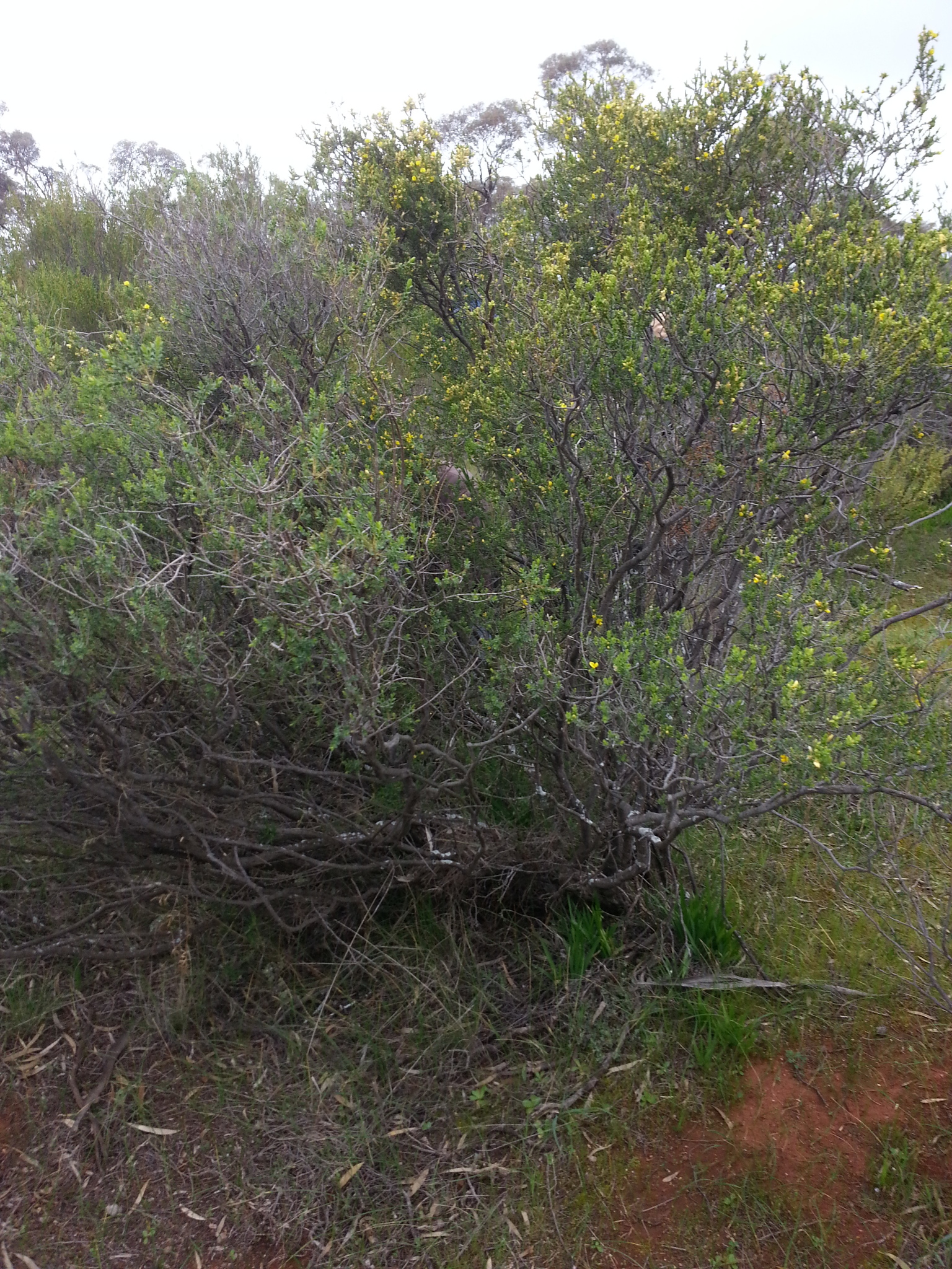 Eutaxia diffusa F.Muell.