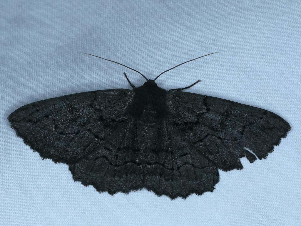 Black Geometrid from Bega NSW 2550, Australia on November 18, 2022 at ...