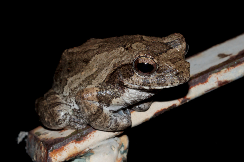 Grey Foam-nest Tree Frog from Lusaka, Zambia on November 03, 2022 at 08:45 PM by william van ...