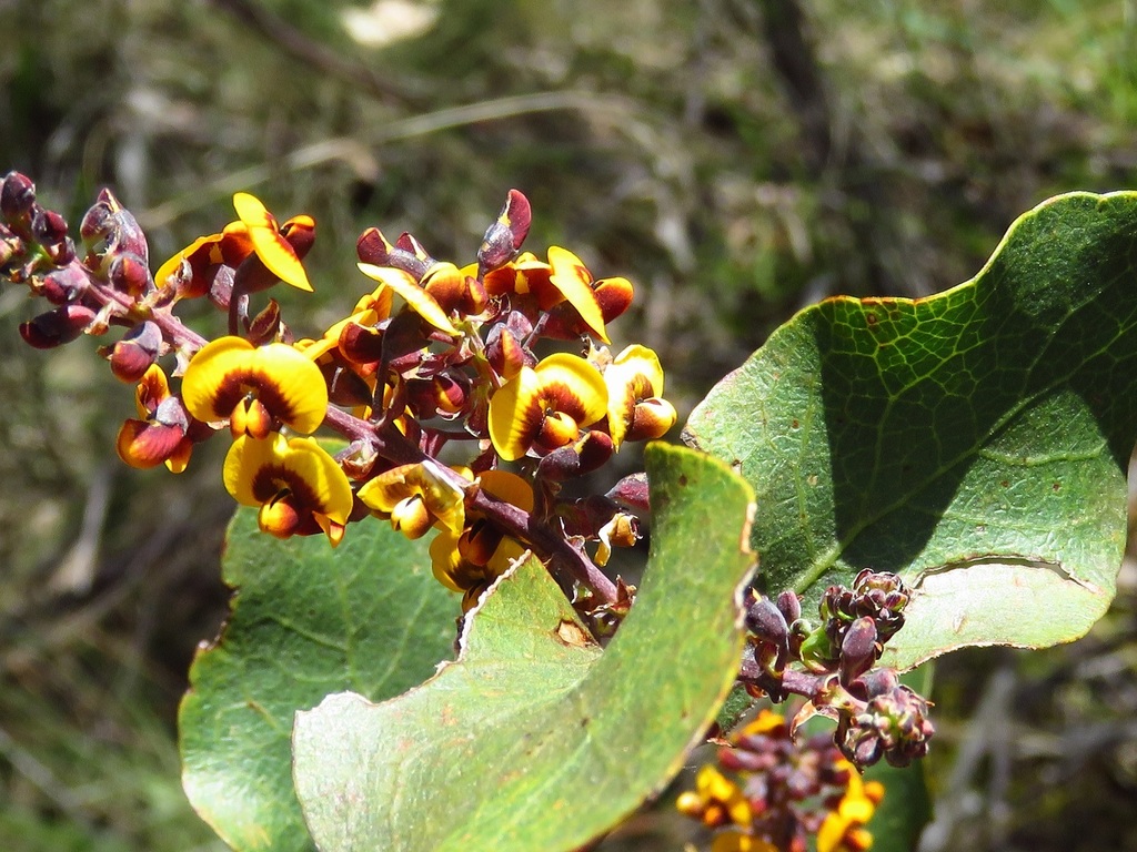 hop bitter-pea from Hassans Walls Reserve, Lithgow NSW 2790, Australia ...
