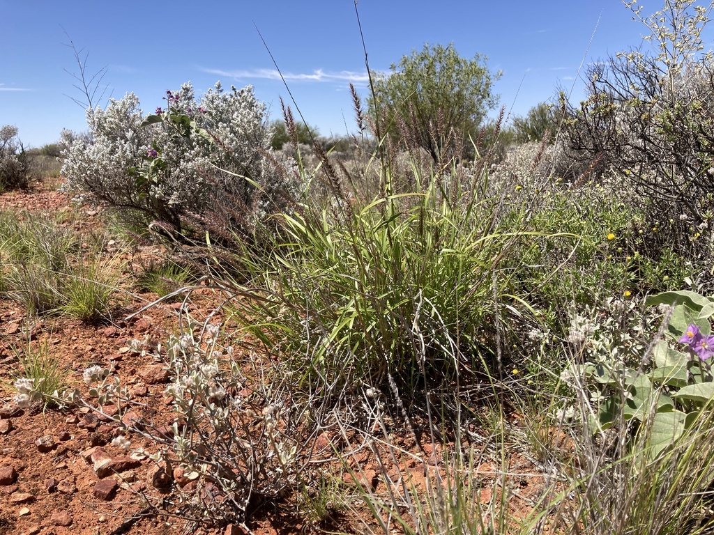 buffelgrass from Woomera Prohibited Area, Bon Bon, SA, AU on November ...