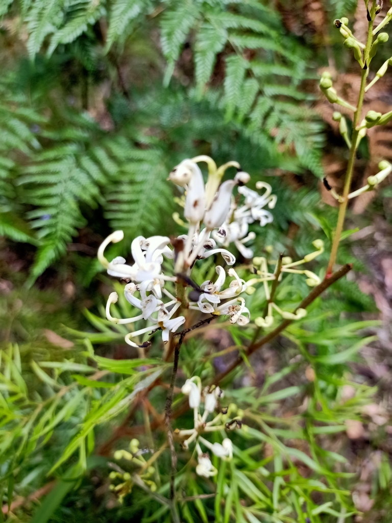 Crinkle Bush from Esk, AU-QL, AU on November 19, 2022 at 10:49 AM by ...