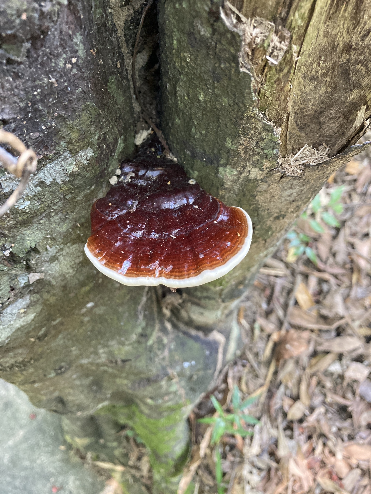 Ganoderma orbiforme (Fr.) Ryvarden