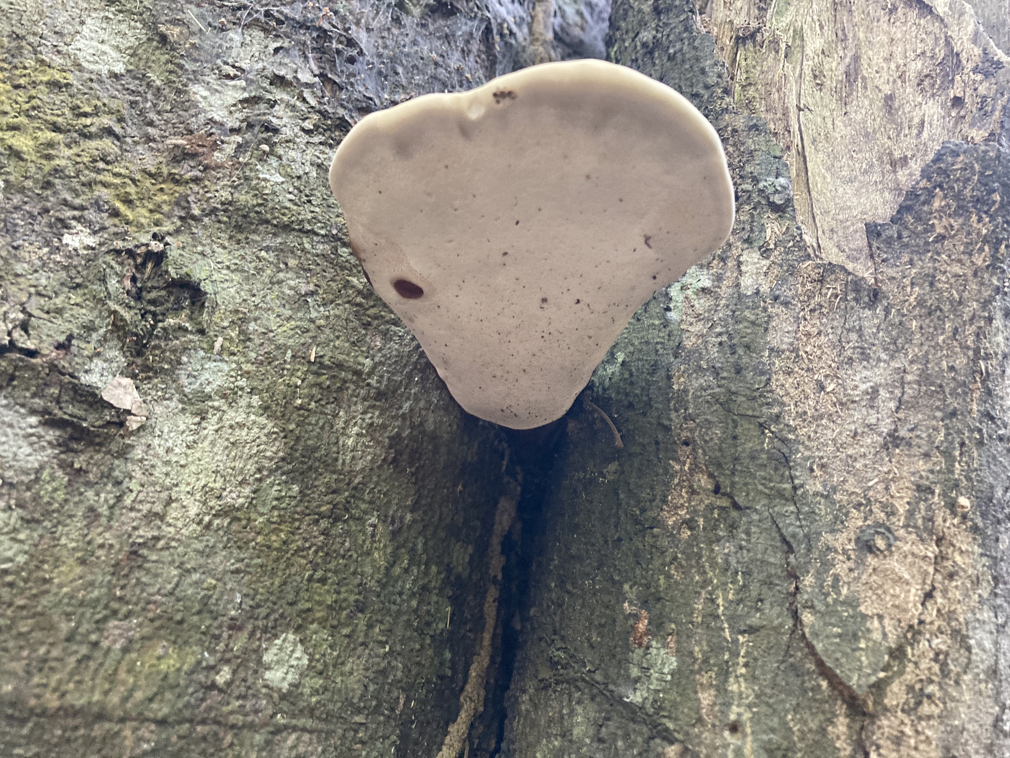Ganoderma orbiforme (Fr.) Ryvarden