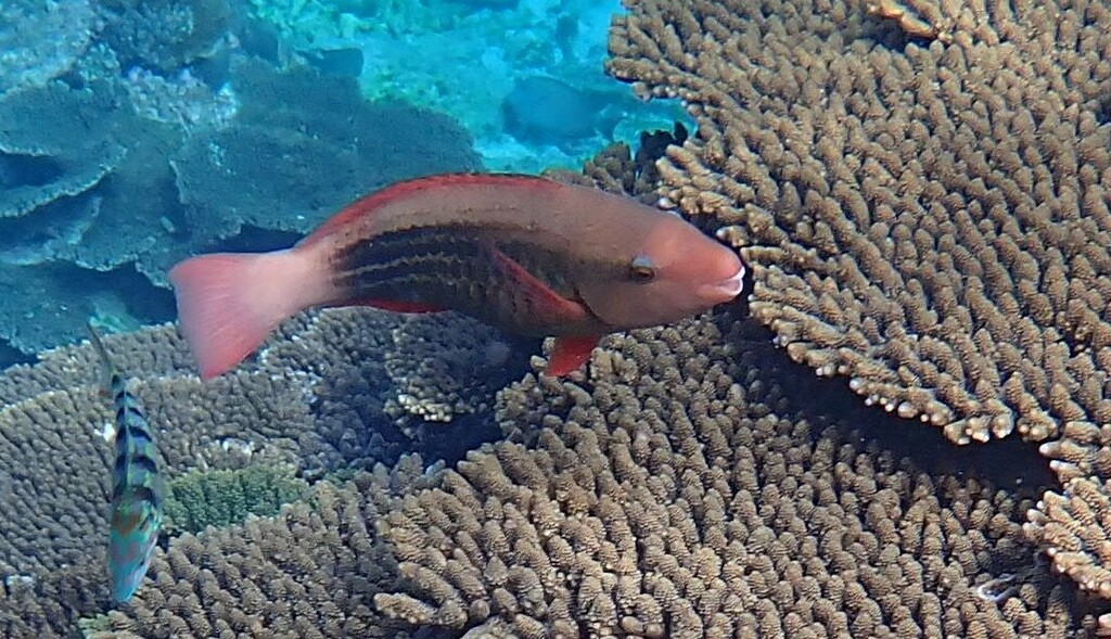 Sixband Parrotfish from Lady Elliot Island, Queensland 4805, Australia ...