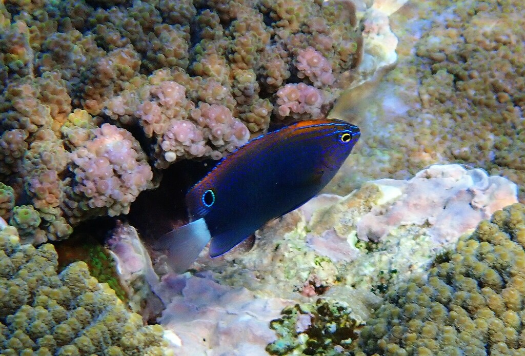 Speckled Damsel from Lady Elliot Island, Queensland 4805, Australia on ...