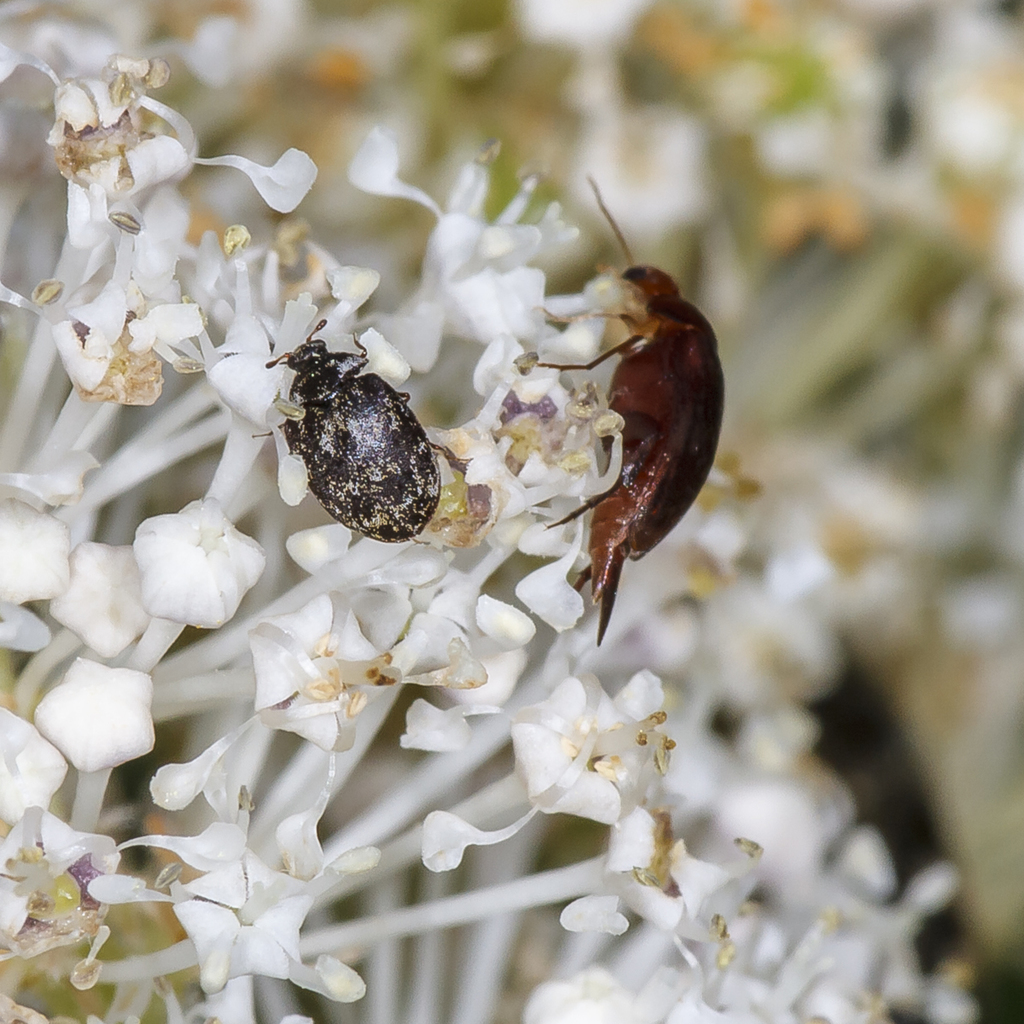 Museum Beetle from Rockland County, NY, USA on July 06, 2016 at 09:30 ...