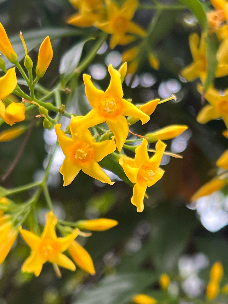 Graceful Jesamine from Lantau Island on November 18, 2022 at 01:19 PM ...
