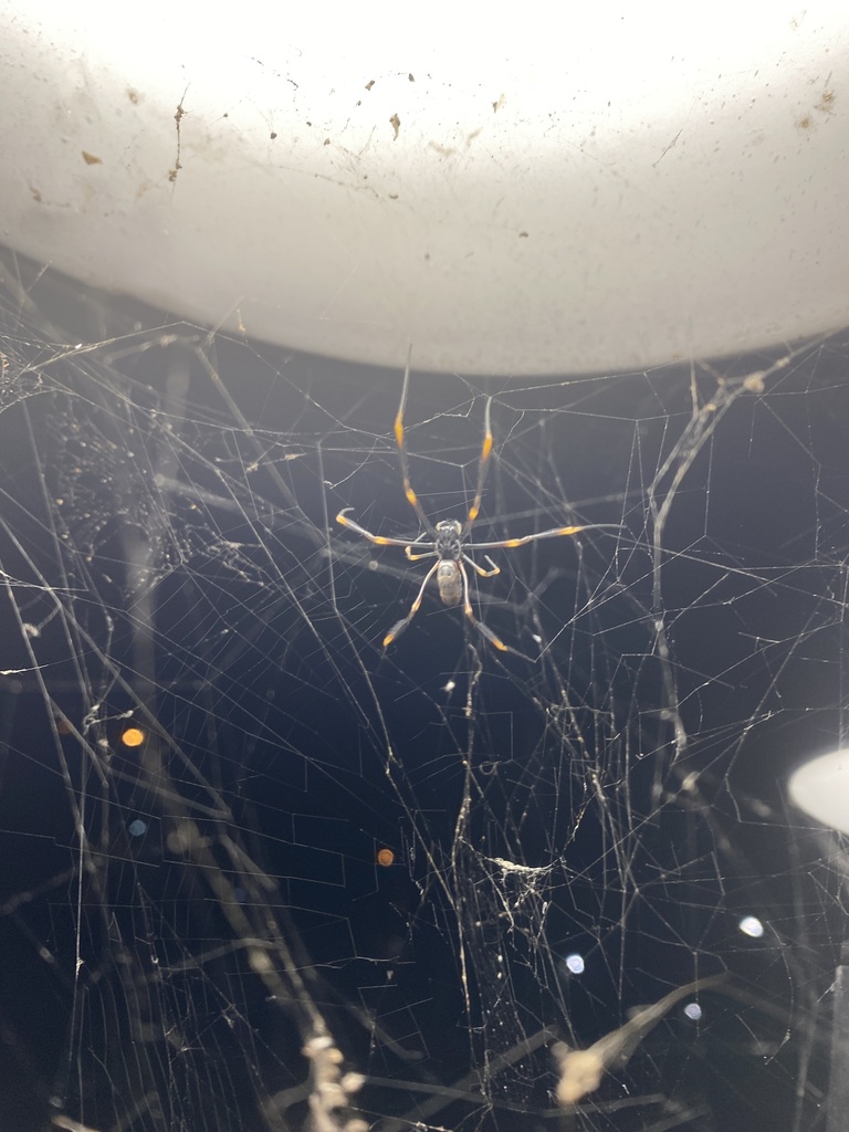 Tiger Spider from Ross St, Benowa, QLD, AU on November 19, 2022 at 09: ...