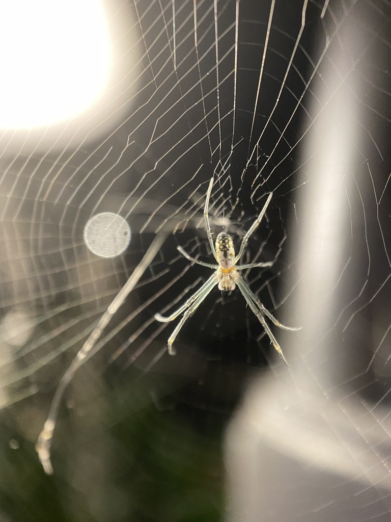 Tiger Spider from Ross St, Benowa, QLD, AU on November 19, 2022 at 09: ...